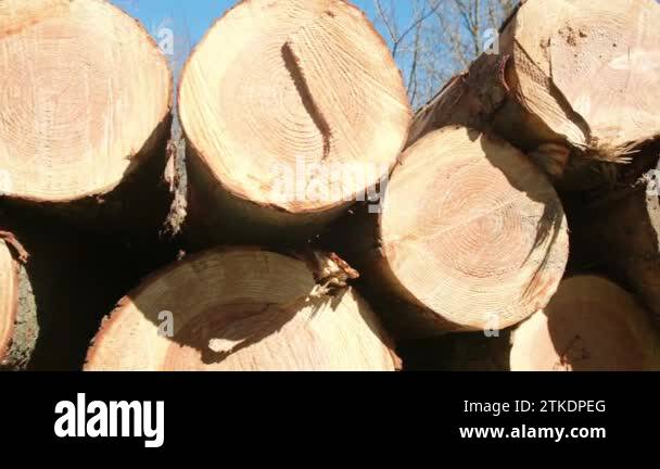 View of deforestation and illegal logging in forest. Cutting trees ...