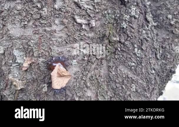 Resin gum Stock Videos & Footage - HD and 4K Video Clips - Alamy