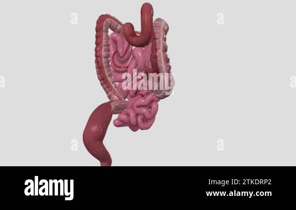 Gastrointestinal tract intestine Stock Videos & Footage - HD and 4K ...