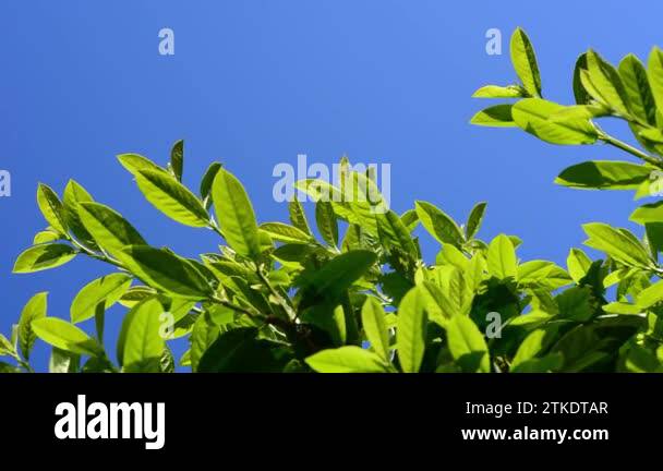 Lush green laurel hedge blowing in the wind. Prunus laurocerasus, also ...