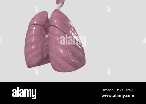 The respiratory system includes the nose, mouth, throat, voice box ...
