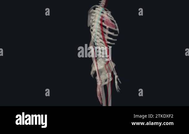 Forearm. Radial Artery The radial artery is one of two major blood ...
