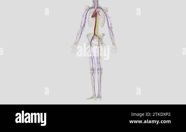 The great saphenous vein is a large venous blood vessel running near ...