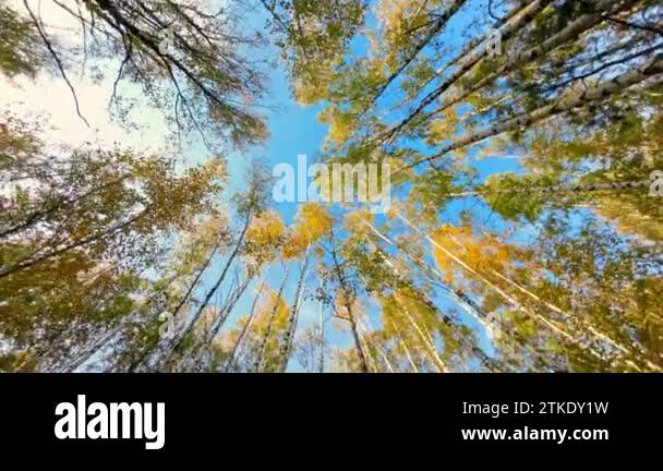 High up in treetop or treetops Stock Videos & Footage - HD and 4K Video ...