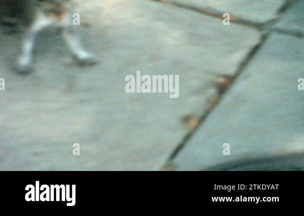 A sleek and scurrying rat navigates on the street. With a twitching ...