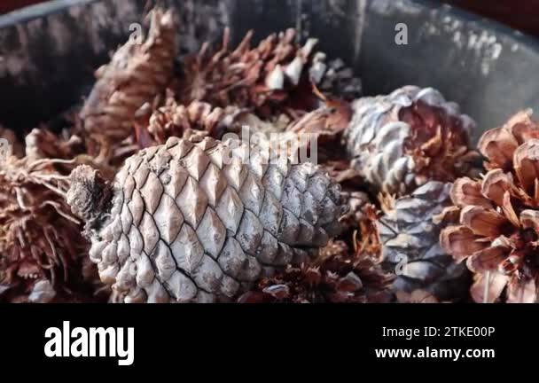 Dried pine cones Stock Videos & Footage - HD and 4K Video Clips - Alamy