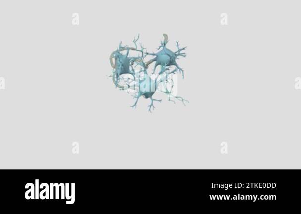 An axon or nerve fiber is a long, slender projection of a nerve cell ...