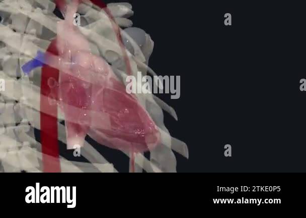 The axillary artery is a large muscular vessel that travels through the ...
