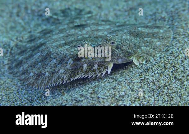 Eye of the flounder Stock Videos & Footage - HD and 4K Video Clips - Alamy