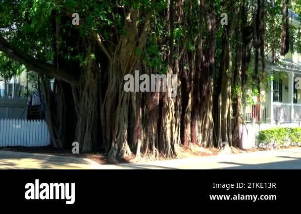 Huge banyan tree in Stock Videos & Footage - HD and 4K Video Clips - Alamy