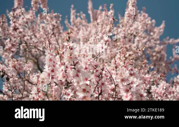 Spring flowering of almond trees with beautiful pink flowers with a ...