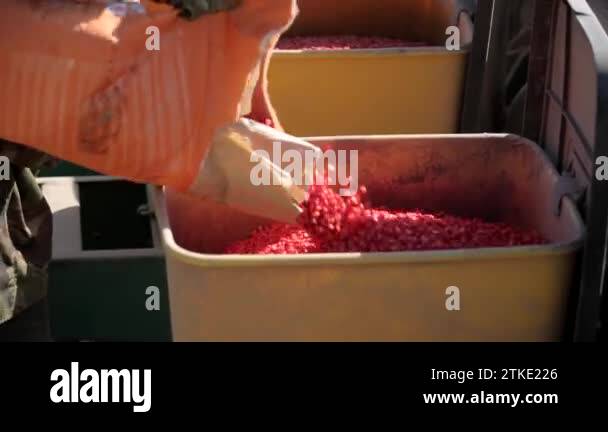 Corn hopper Stock Videos & Footage - HD and 4K Video Clips - Alamy