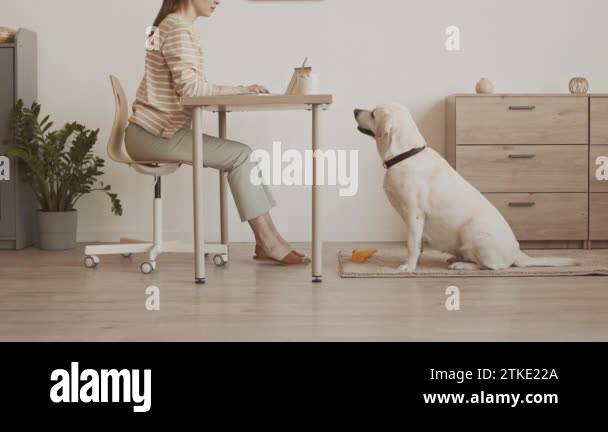 Labrador in home office Stock Videos & Footage - HD and 4K Video Clips ...