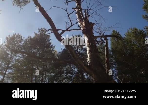 Mighty and strong Stock Videos & Footage - HD and 4K Video Clips - Alamy