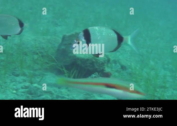 Marine fish Common two-banded sea bream (Diplodus vulgaris) swims ...