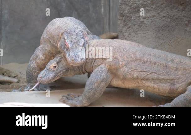 Desert monitor lizards Stock Videos & Footage - HD and 4K Video Clips ...