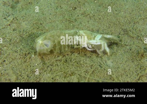 Mediterranean mud shrimp or burrowing shrimp (Upogebia pusilla) lead ...