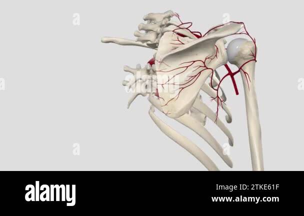 The thoracoacromial artery gives off four branches to supply the ...