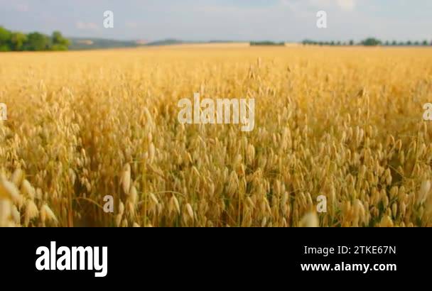 Field oat ready harvesting Stock Videos & Footage - HD and 4K Video ...