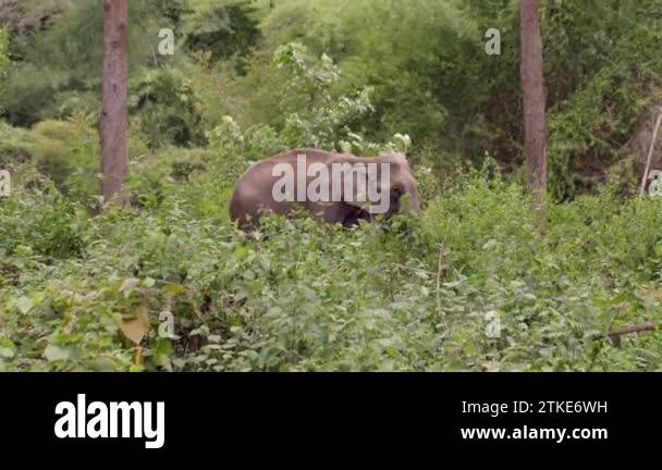 Asian Elephant in Thailand. Majestic mammal, tusks, rainforest habitat ...