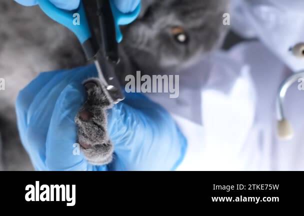 A veterinarian trims the claws of a fluffy gray cat. A cat is examined ...