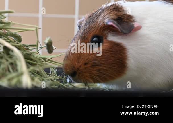 Guinea pig eating hay Stock Videos & Footage - HD and 4K Video Clips ...