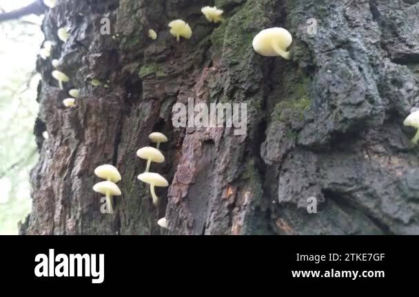 Tree trunk covered with fungi, Fungus growths root sponge on a tree ...