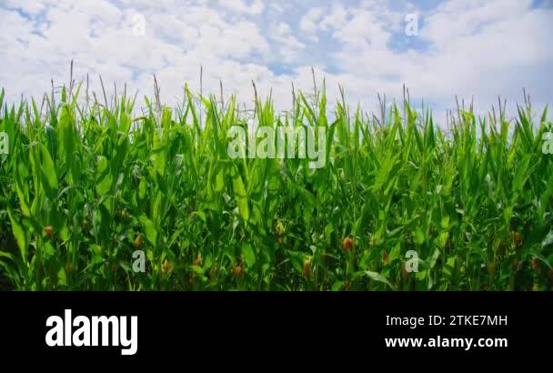 Green field of ripening corn on sunny summer day. Corn on the cob ...