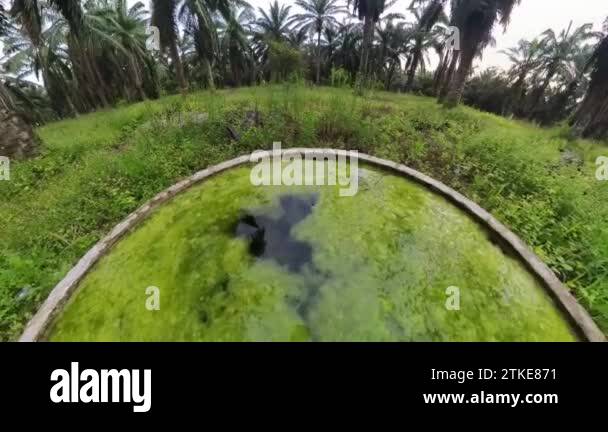 Algae concrete Stock Videos & Footage - HD and 4K Video Clips - Alamy