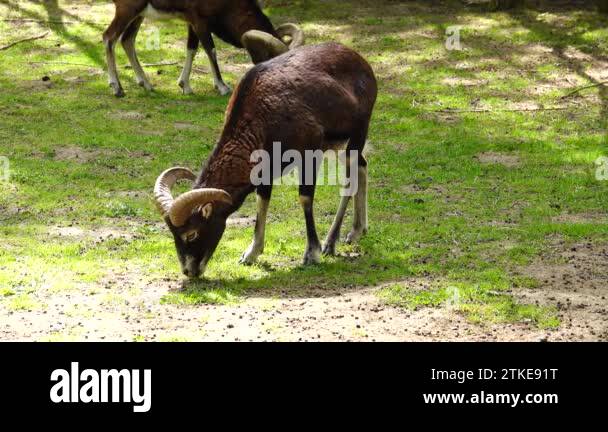 Mouflon ovis ammon ram Stock Videos & Footage - HD and 4K Video Clips ...