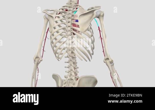 The brachial artery is the extension of the axillary artery starting at ...