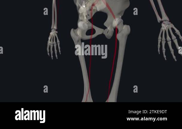 the femoral artery is a large blood vessel that provides oxygenated ...