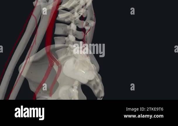 Forearm. Radial Artery The radial artery is one of two major blood ...