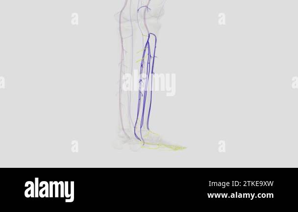 The deep venous system of the calf includes the anterior and posterior ...