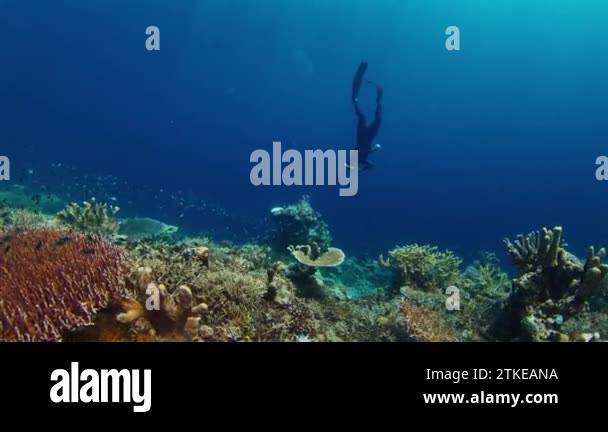 Freediving on the reef with fish. Freediver descends and glides ...