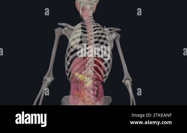 The accessory organs include the teeth, tongue, and glandular organs ... The accessory organs include the teeth, tongue, and glandular organs ...
