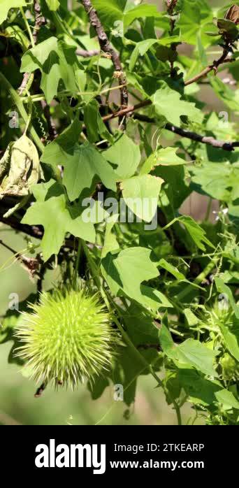 Green immature large spheric-oblong spiny trichomatic dehiscent capsule ...