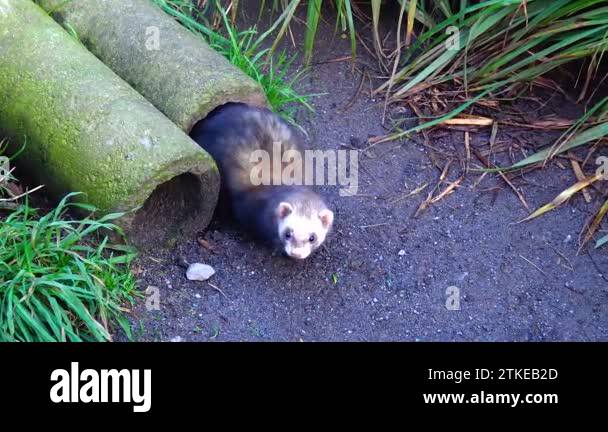 Ferret with pipe Stock Videos & Footage - HD and 4K Video Clips - Alamy