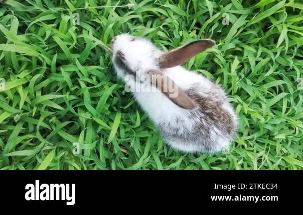 Baby playing brown rabbit Stock Videos & Footage - HD and 4K Video ...