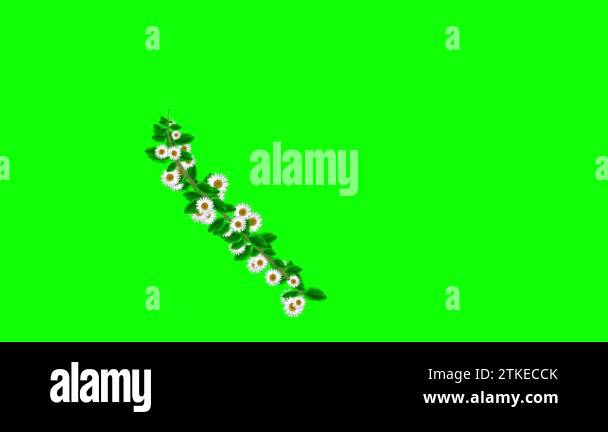 White daisy flowers heart motion graphics with green screen background ...