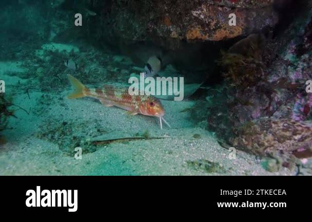 Exotic bright orange ray finned fish swimming under sea water near ...