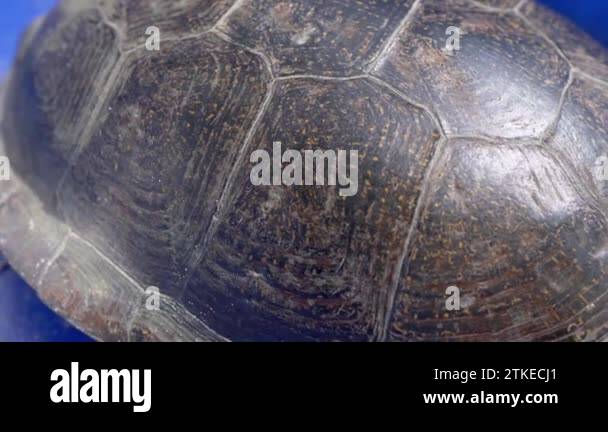 Texture turtle shell Stock Videos & Footage - HD and 4K Video Clips - Alamy