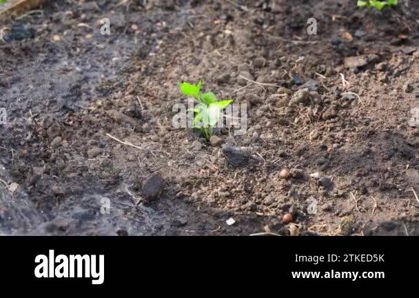 Bell pepper sprout Stock Videos & Footage - HD and 4K Video Clips - Alamy
