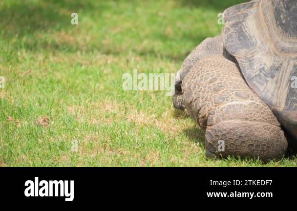 Aggressive tortoise Stock Videos & Footage - HD and 4K Video Clips - Alamy