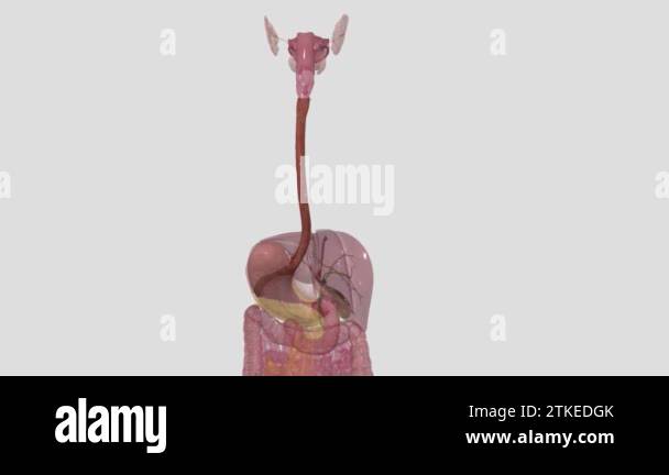 The upper gastrointestinal tract consists of the mouth, pharynx ...