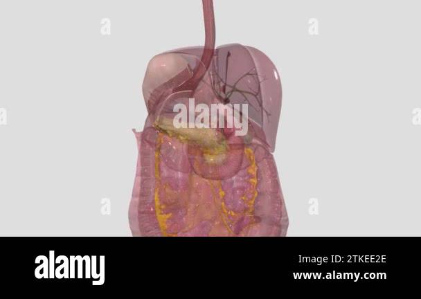 The peritoneum is a continuous membrane which lines the abdominal ...