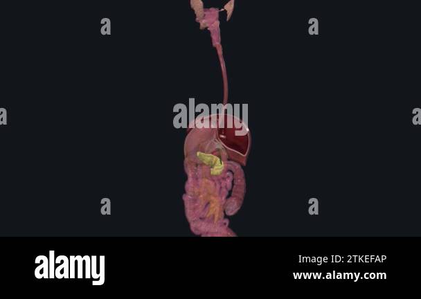 The accessory organs include the teeth, tongue, and glandular organs ... The accessory organs include the teeth, tongue, and glandular organs ...