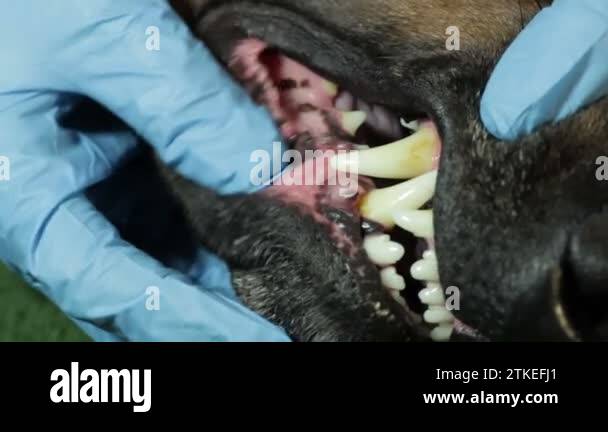 Veterinary doctor looking teeth Doberman dog close up Stock Video ...