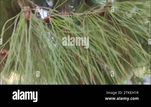 Prickly pine Stock Videos & Footage - HD and 4K Video Clips - Alamy