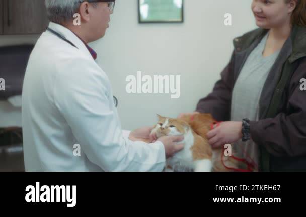 Vet cat inspection Stock Videos & Footage - HD and 4K Video Clips - Alamy